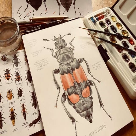 tale of sexton beetles: behaviour and ecology | PPTX