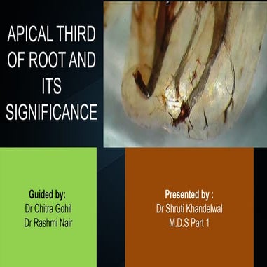 seminar 5 Significance of Root Apex Shruti.pptx