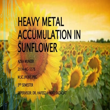 Heavy metal accumulation in sunflower | PPTX