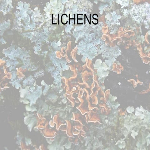 the last the SEMINAR for college about lichens.pptx.pptx