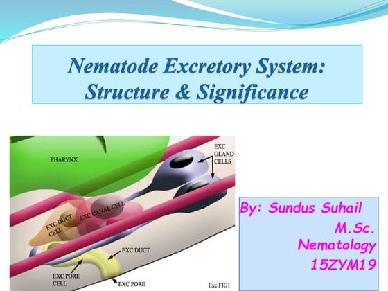 Inner body tube of nematodes | PPT