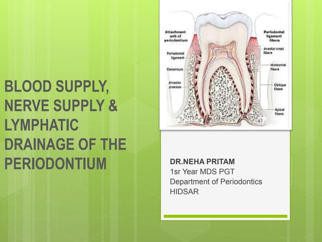 BLOOD SUPPLY FOR PERIODONTIUM | PPTX