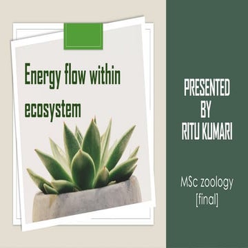 Energy Flow in Ecosystem: Food Chain, Food Web, Trophic Levels, 10% Law ...