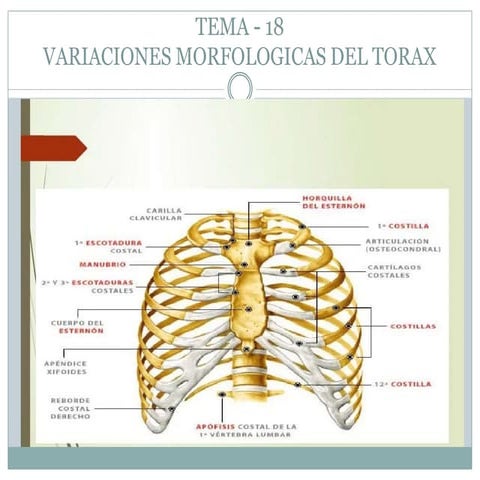 Tipos de torax | PPTX