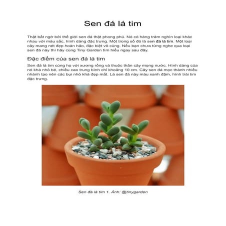Sen đá lá tim | PDF