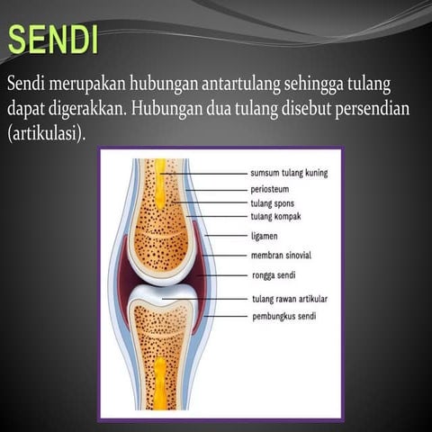 sendi.pptx