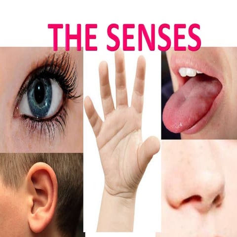The senses (7) | PPT