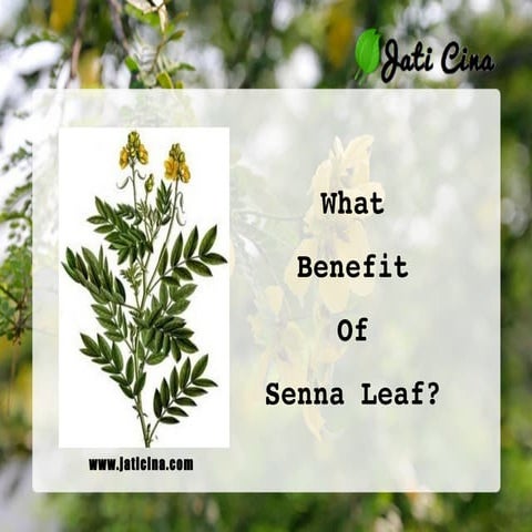 Senna Leaf Benefits | ODP