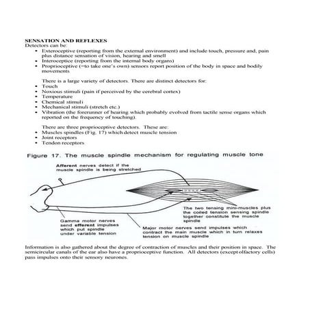 Superficial reflexes | DOC