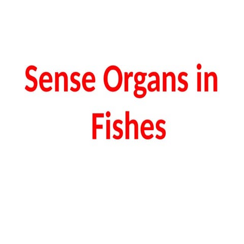 sense-organ-in-fishes.pptx by Krishna Kumar patel BFSc student | PPTX