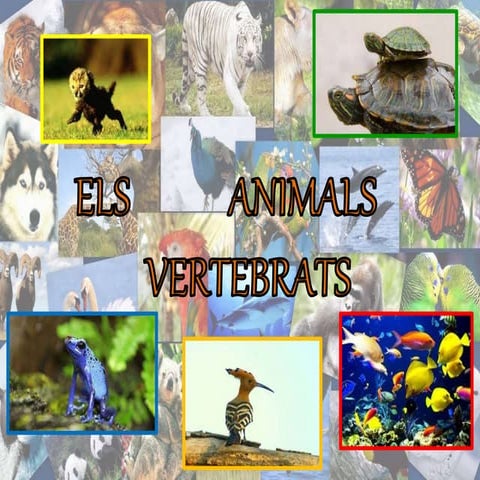 Els animals vertebrats 2n B | PPT