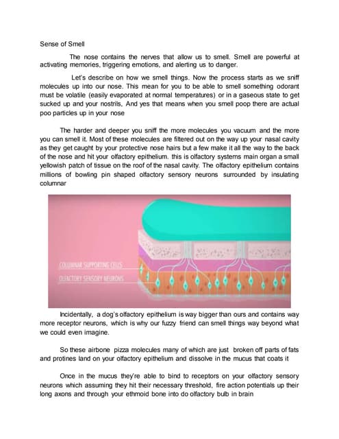 1st Grade - the sense of taste | PPTX