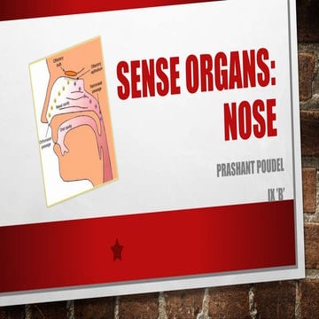 Sense of smell(nose.ppt grade 3) | PPT