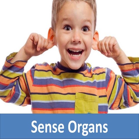 Sense Organs | PPTX
