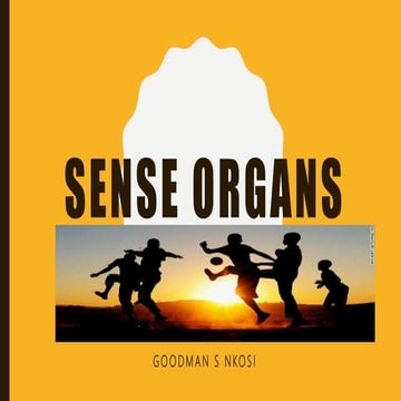 The five senses of the human body | PDF