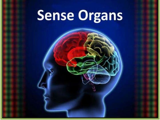 Cow eye – dissection and label | PPT