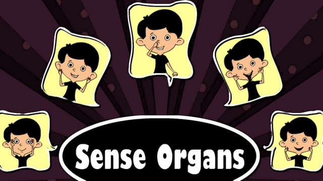Sense organs of the human body | PPTX | Ear, Nose and Throat Conditions ...