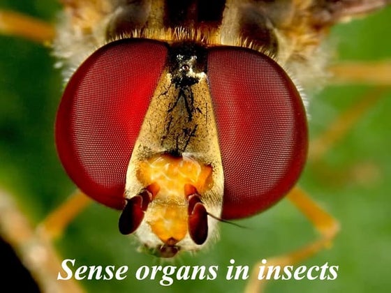 Sense organs of insects and their structure | PPTX | Eye and Vision ...