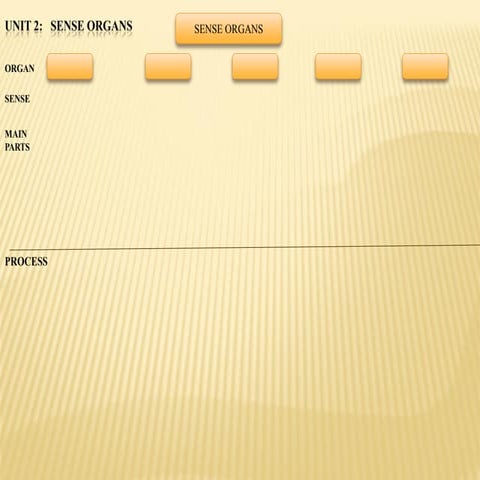 Sense organs diagram.english | PDF