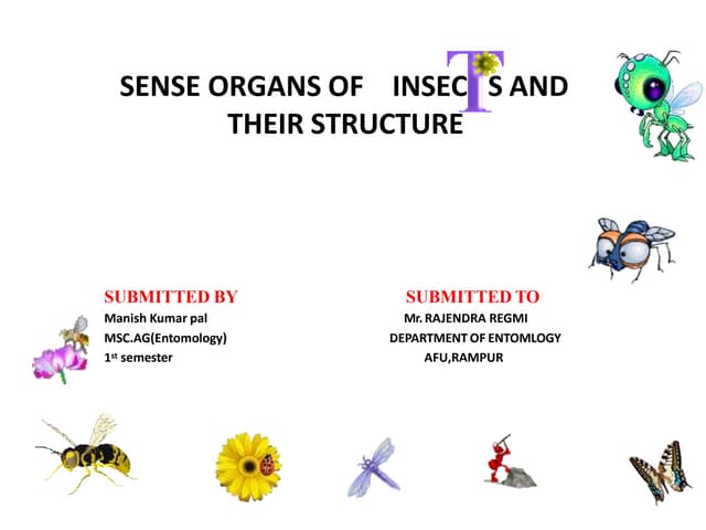 sense organs in insects | PPTX