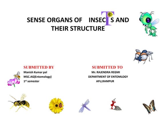 Muscular system in insects | PPT