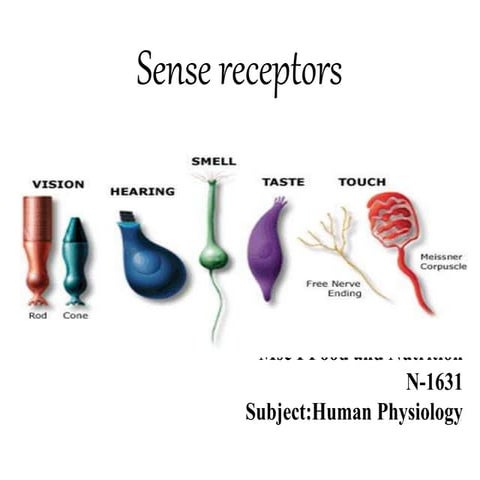 Sense receptors | PPTX