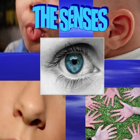 The senses (6) | PPTX