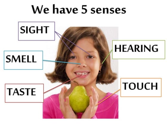 Sense organs of the body | PPT