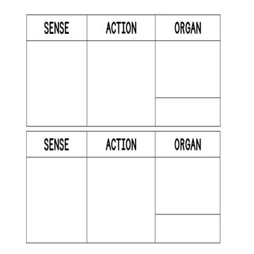 Senses interactive notebook | PDF