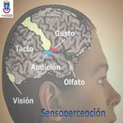 Sensopercepcion1 | PPTX | Brain and Nervous System Disorders | Diseases and Conditions