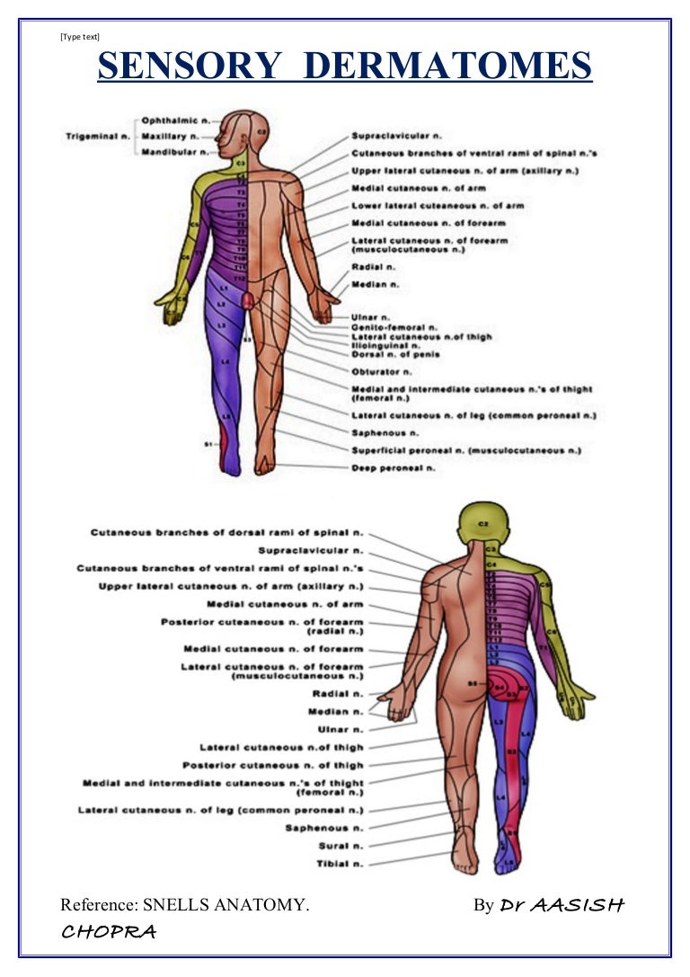 Sensory dermatomes