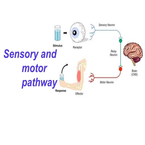 sensory_neurons.pptx