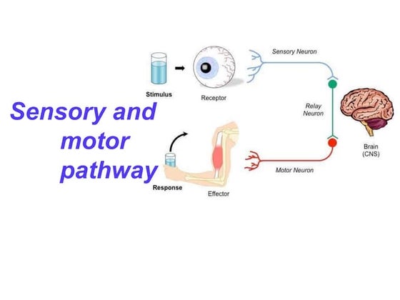 Physiology of movement (motor command, transmission, propioception ...