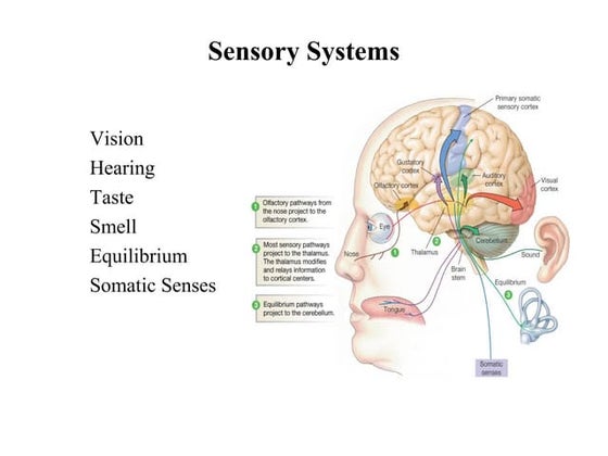 Sensory Organs System Nervous System & Sense Organs Editable Pack