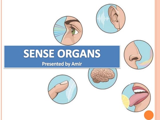 Sensory Organs