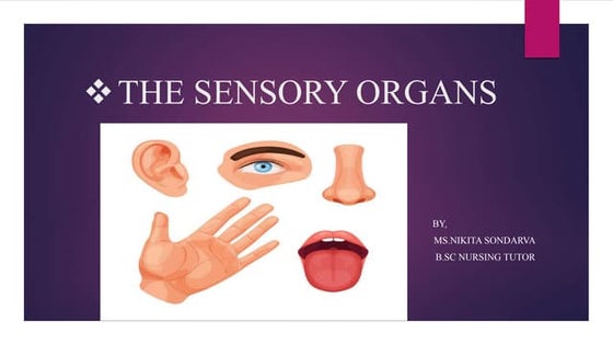 The five senses of the human body | PDF