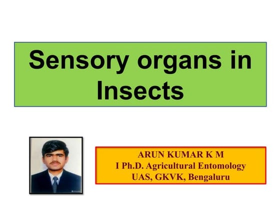 Sense organs of insects and their structure | PPT
