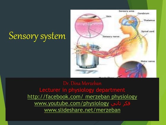 Sensory system | PPT