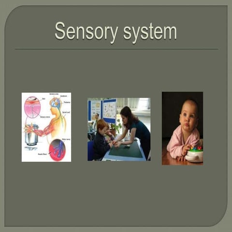 Ch 15 sensory pathways | PPT