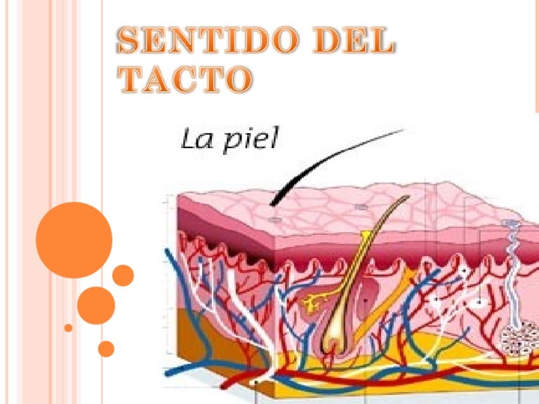 Sentido del tacto
