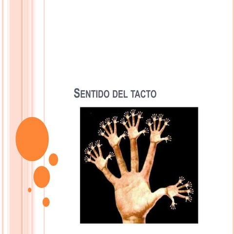 Corpusculos de la piel | DOC
