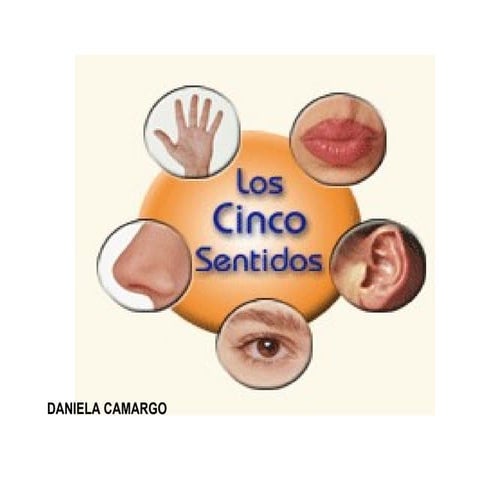 SISTEMA SENSORIAL y respectivas características | PDF