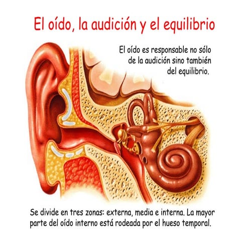 Anatomía y fisiología de la audición | PPTX