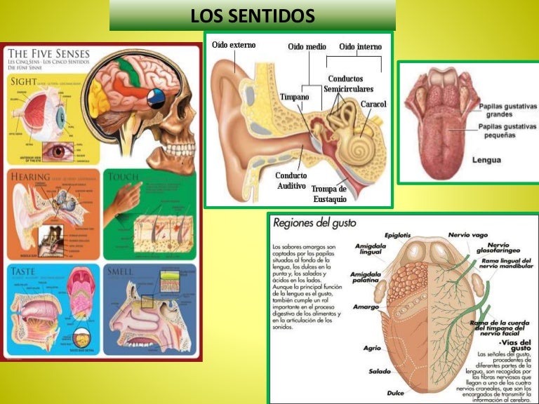 La Funcion De Relacion Los Sentidos Y El Sistema Nervioso Nervio Images