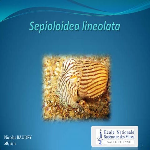 Fruit Bats by William | ODP