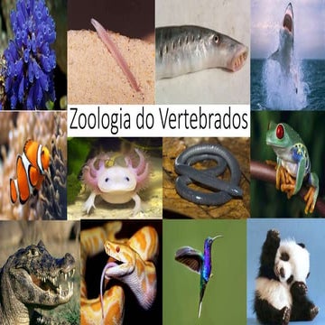 Zoologia dos Vertebrados | PPTX