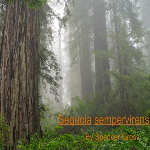Sequoia Sempervirens | PPT