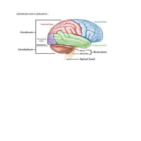 Serebrum dan 4 lobusnya | DOCX