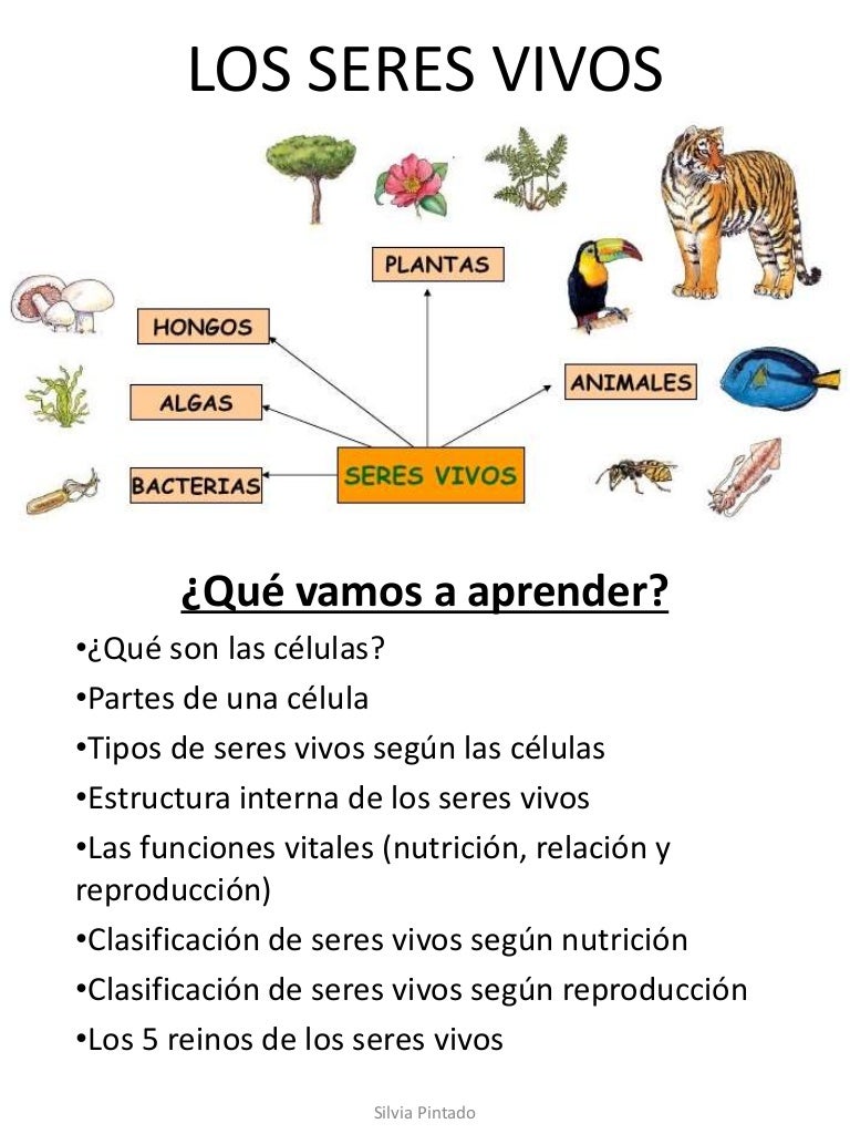 Conoce la increíble composición de los seres vivos: una guía completa