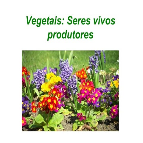 Seres vivos produtores | PPT